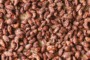 Peppermint Cocoa Roasted Nuts - Project Meal Plan